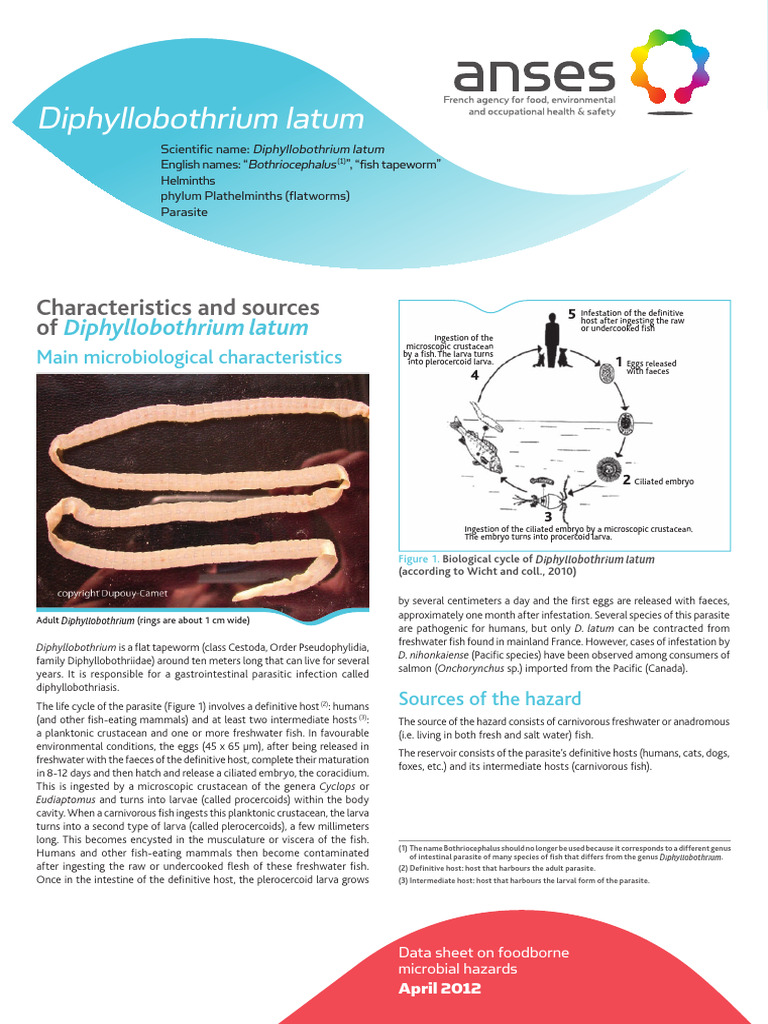 GIT - Ndaru Andri - Diphyllobothrium Latum | PDF