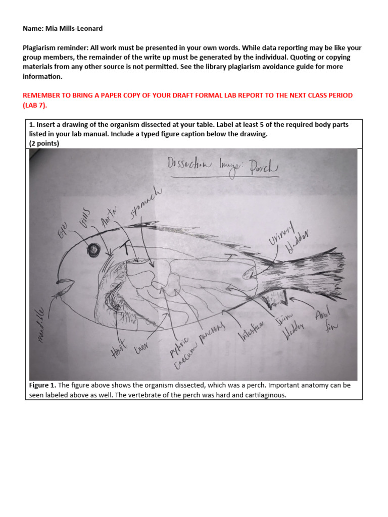 Lab 6 Deuterostomes Write Up | PDF