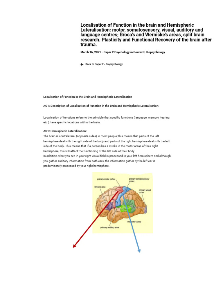 Localisation of Function in The Brain and Hemispheric Laterisaltion | PDF | Lateralization Of ...