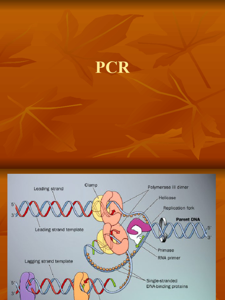 Pcr | PDF | Primer (Molecular Biology) | Polymerase Chain Reaction