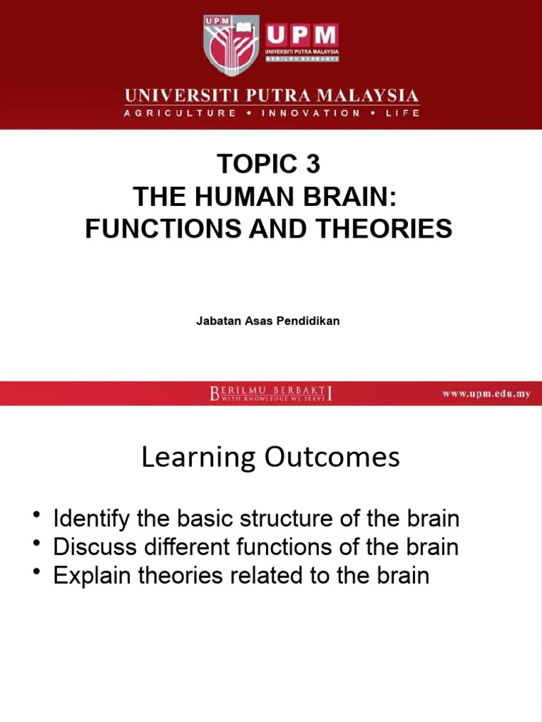 TOPIC 3 | PDF | Brain | Human Brain
