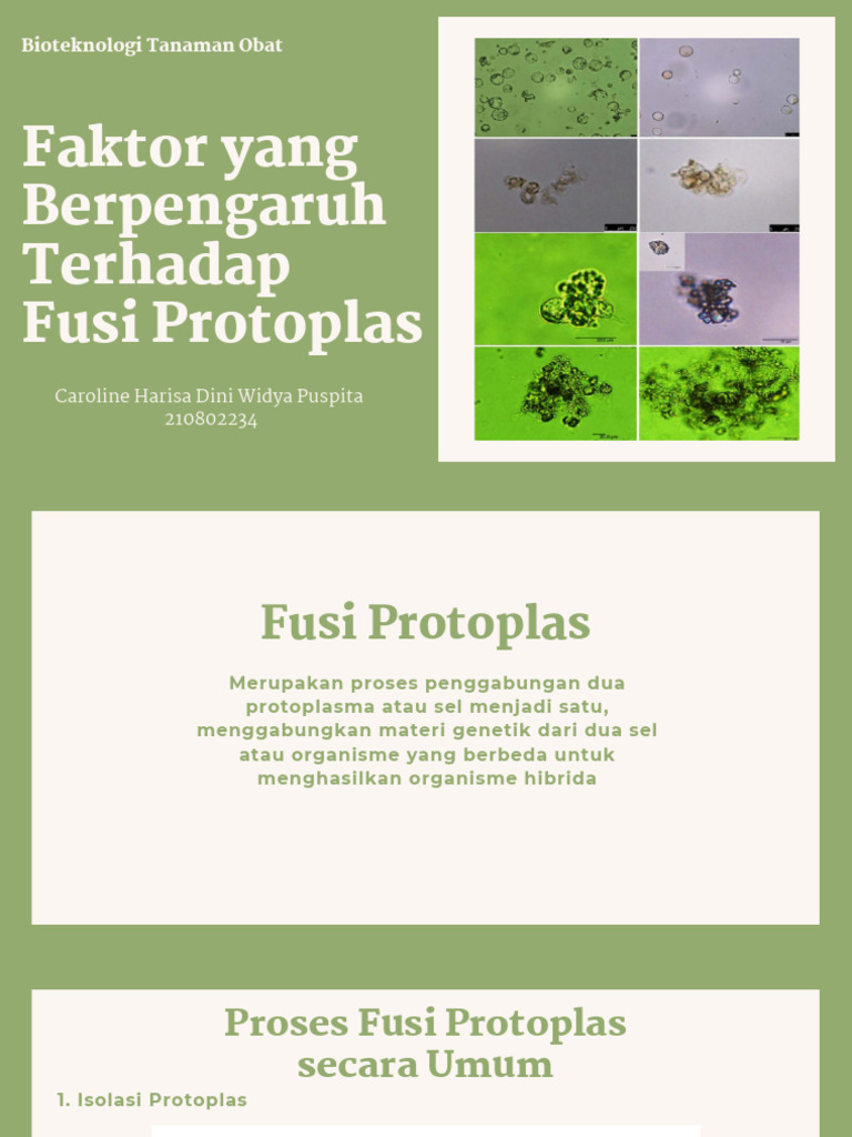 Kelompok 7 - Fusi Protoplast - PPT Fix | PDF
