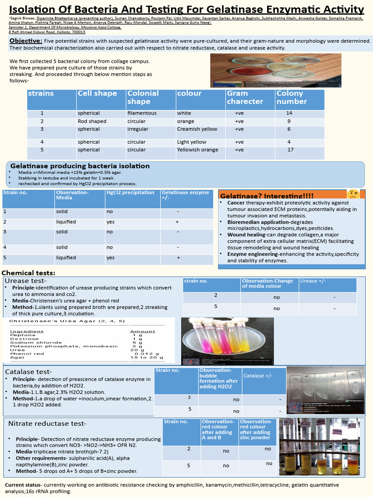 Poster Final | PDF | Bacteria | Extracellular Matrix