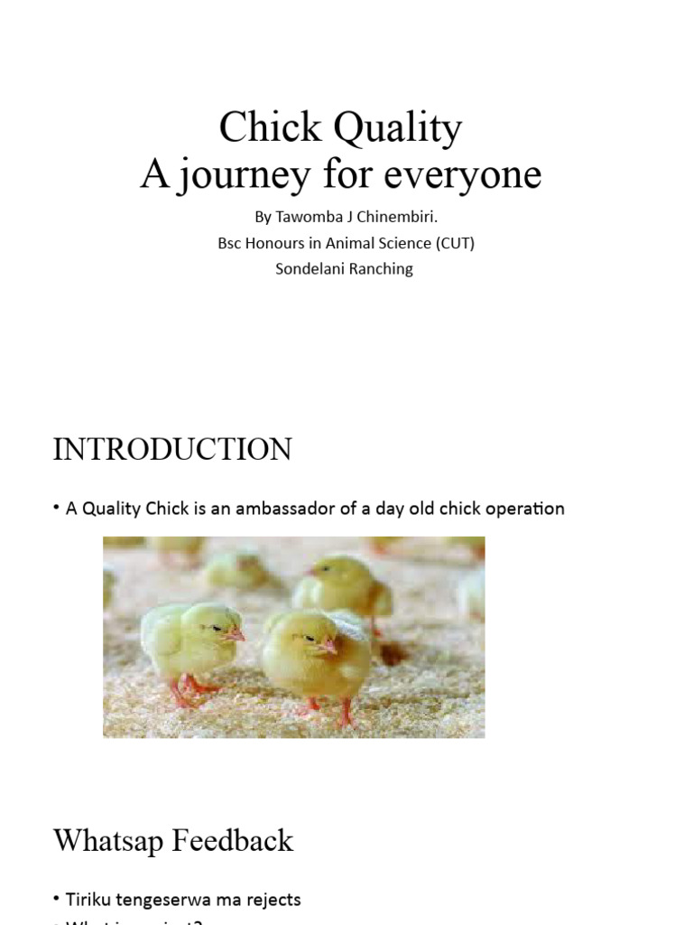 Chick Quality Final | Download Free PDF | Egg | Birds