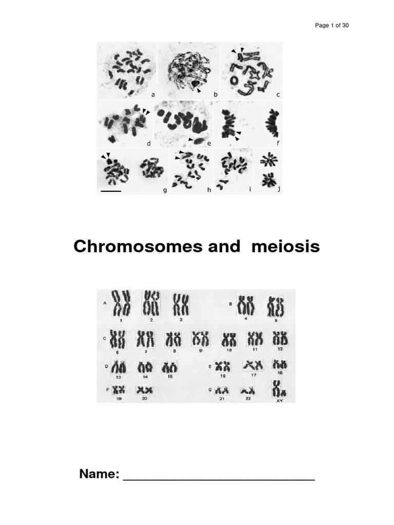 meiosis | PDF | Meiosis | Ploidy
