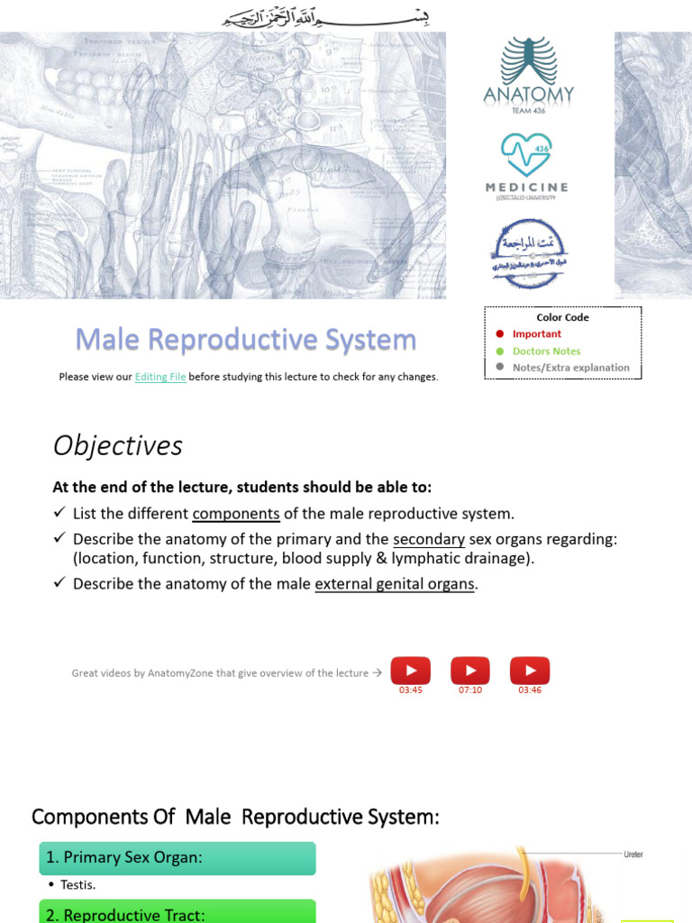Anatomy of the Male Reproductive System | PDF | Prostate | Testicle