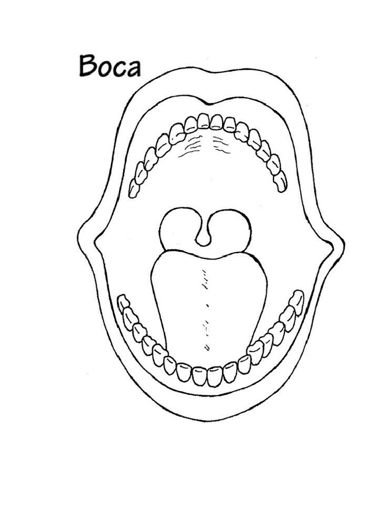 Partes de La Boca | PDF