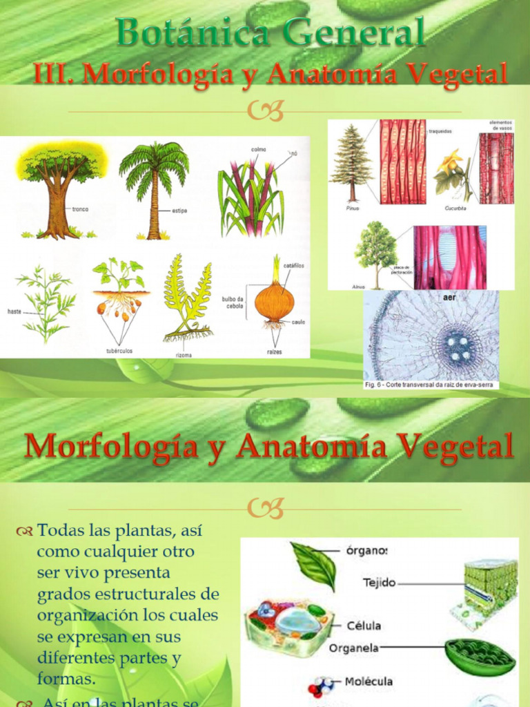 Cap. 3 Morfología y Anatomía Vegetal A.wetzell Diciembre 2021 Im Im | PDF