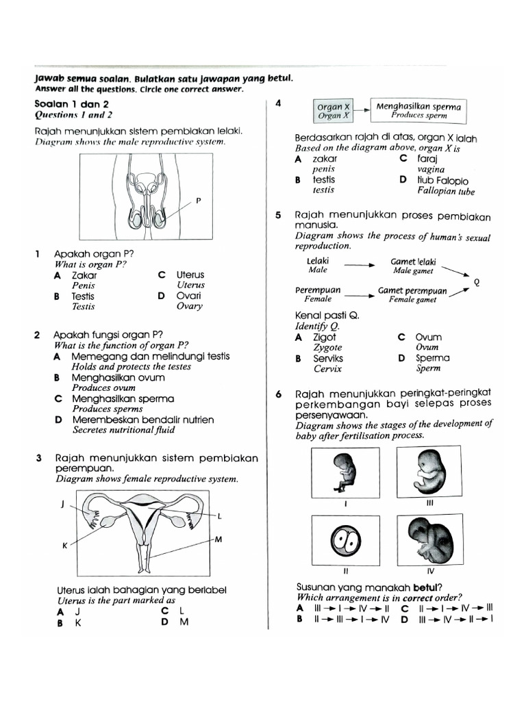 Year 6 Science Hw Objective 23 3 2024 Pdf Reproductive System Sex