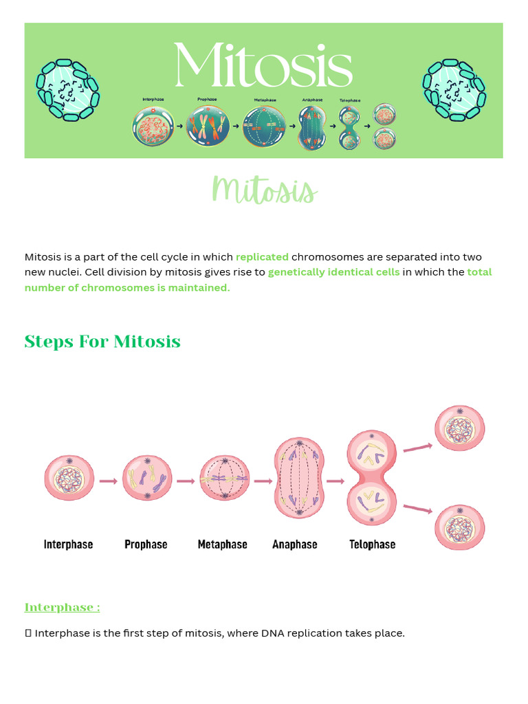 Mitosis | PDF