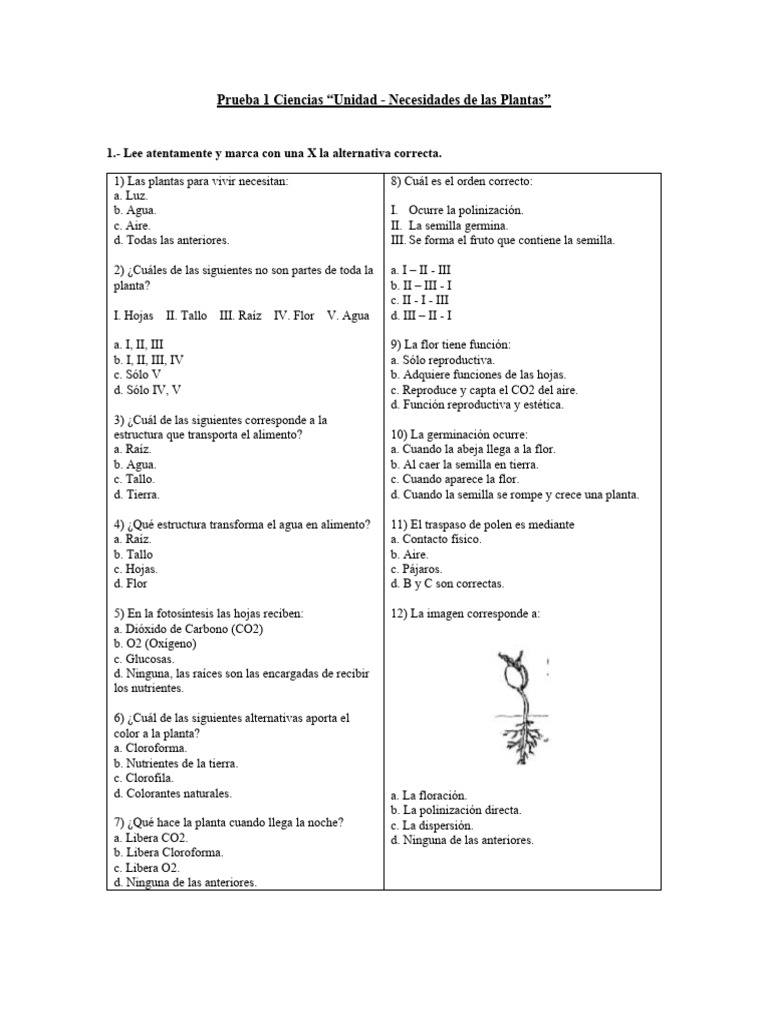 Prueba Unidad de Las Plantas | PDF | Flores | Plantas