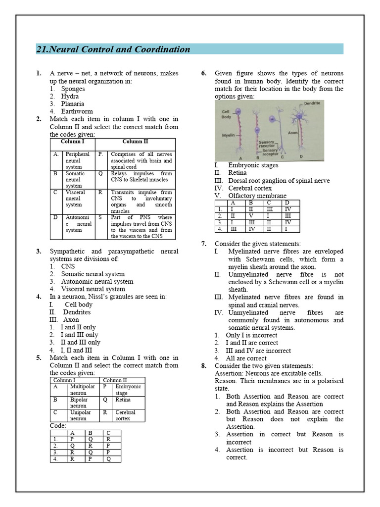 21 - Neural Control and Coordination - 1 | PDF | Neuron | Depolarization
