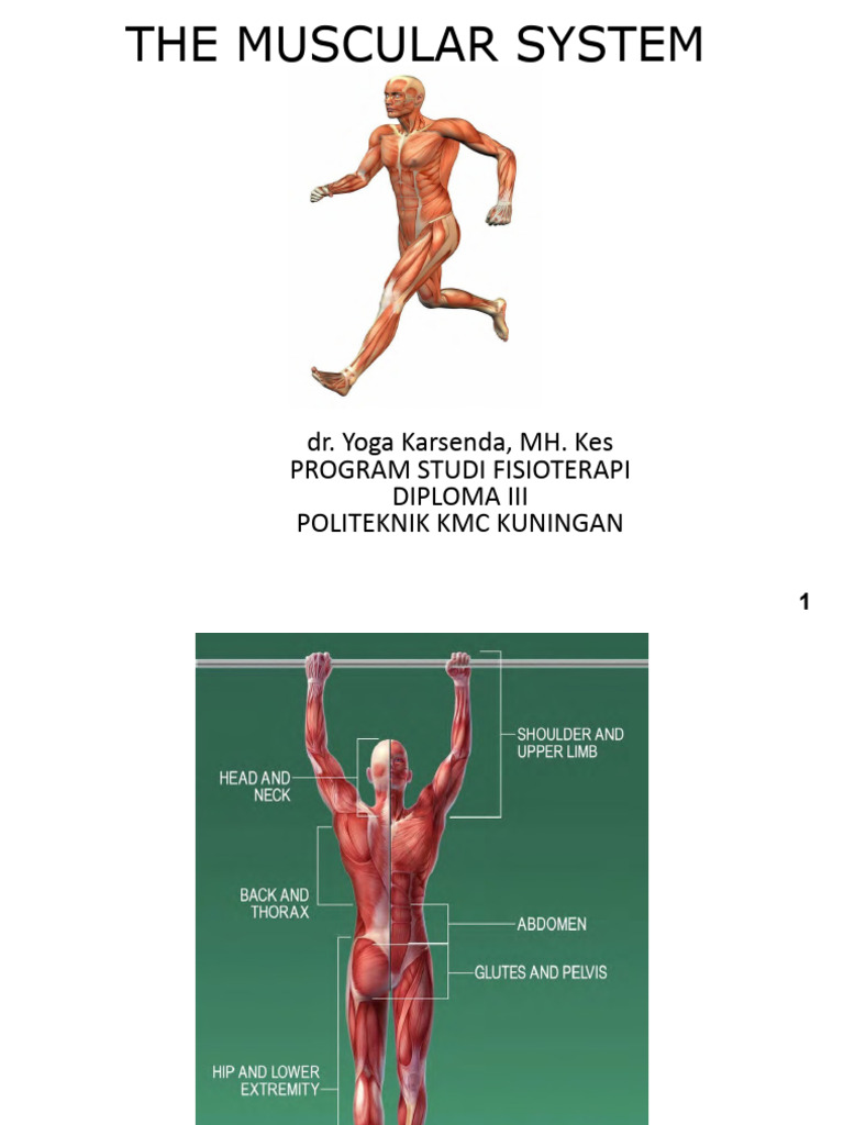Muscular System | PDF | Muscle | Cardiac Muscle