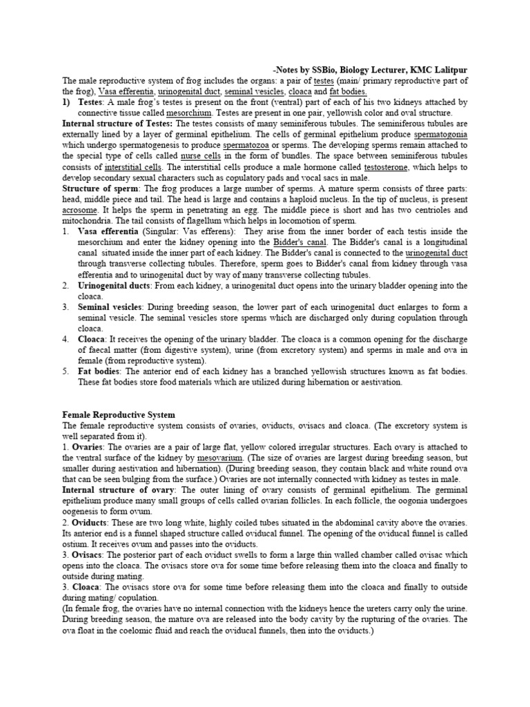 2080 Reproductive System of Frog Grade XI | PDF | Testicle | Sperm