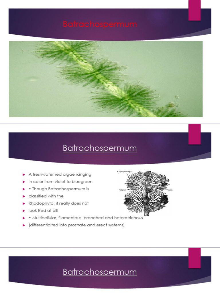 Batrachospermum | PDF | Reproduction | Plants