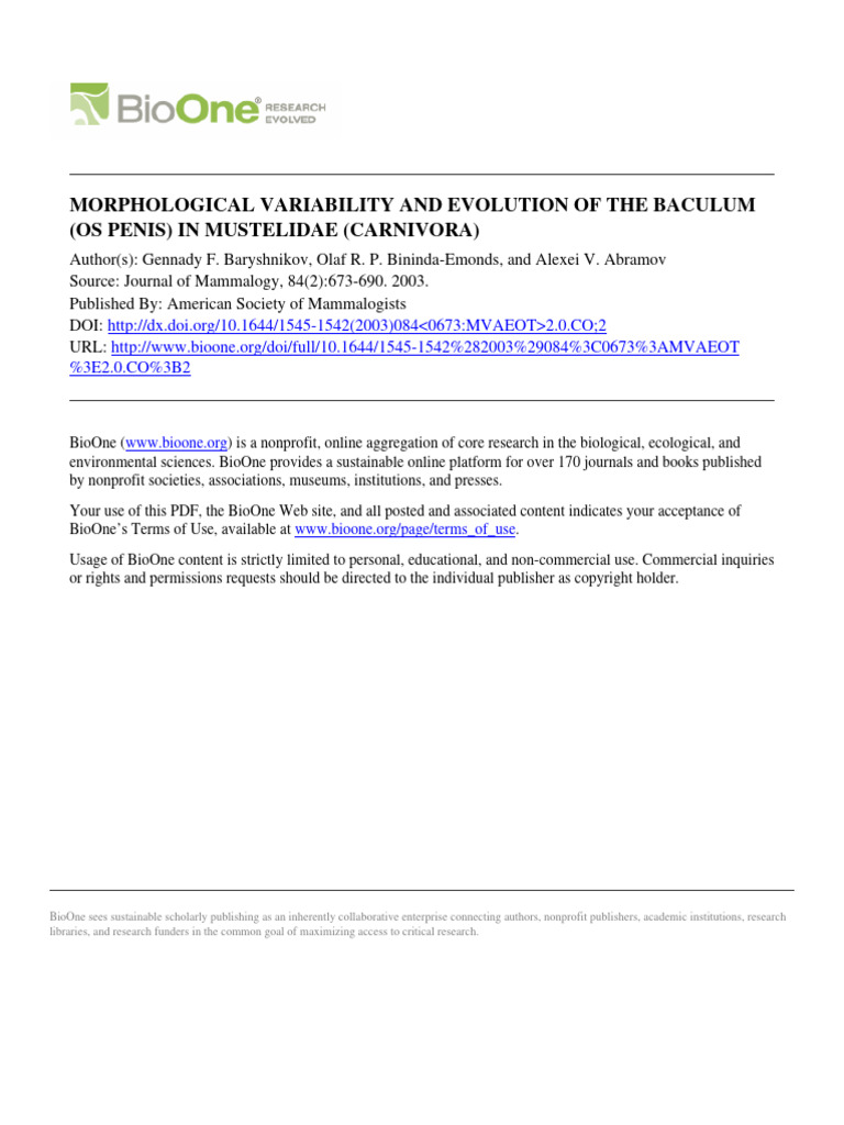 Morphological Variability and Evolution of The Baculum in Mustelidae | PDF | Penis | Phylogenetics