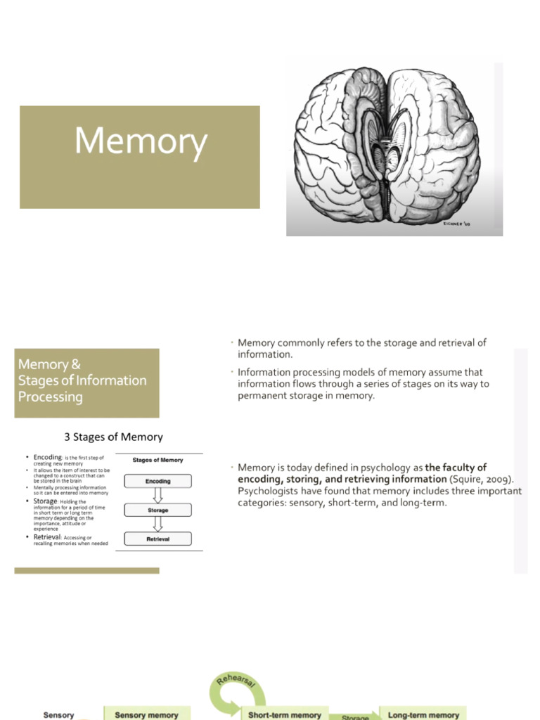 Memory Physio Psych | PDF