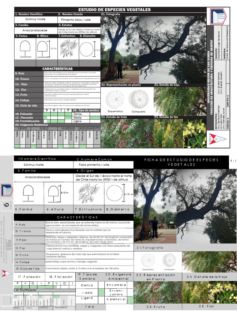 Molle Formato 2 | PDF | Ramas de la botánica | Morfología Vegetal