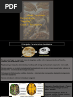 Morfología y Clasificación de Testudines | PDF | Tortuga | Herpetología