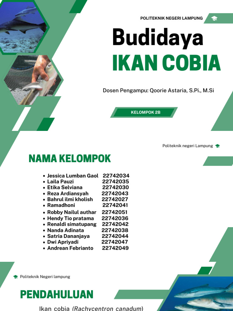 Kel 2B - Budidaya Ikan Cobia Di KJA - 2024 | PDF