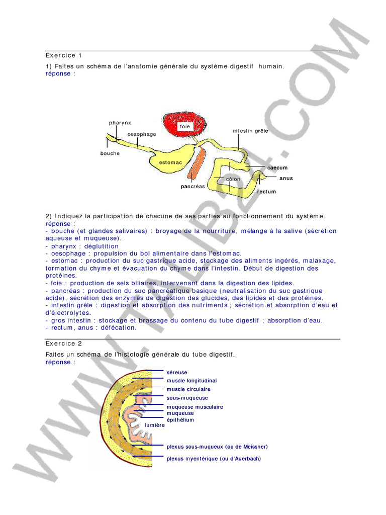 Exercices sur le système digestif humain | PDF | Tractus gastro ...