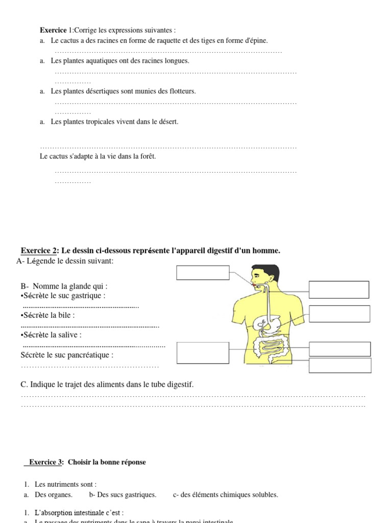 Exercices sur la digestion et l'absorption | PDF | Tractus gastro ...