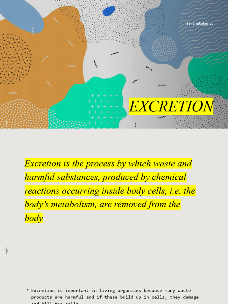 24 Excretion | PDF | Excretion | Kidney