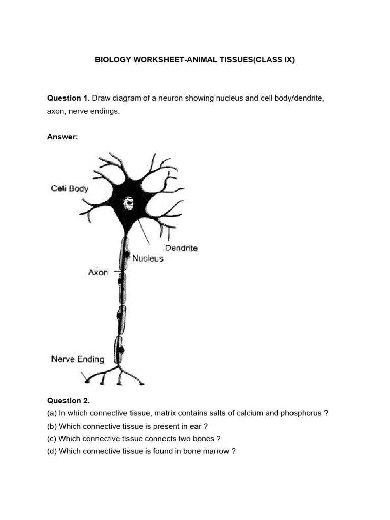 BIOLOGY WORKSHEET-ANIMAL TISSUES(Launch Pad 1) | PDF | Tissue (Biology ...