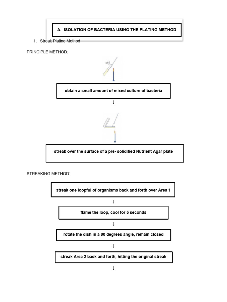 Bacterial Isolation and Characterization Methods | PDF | Microscopy ...