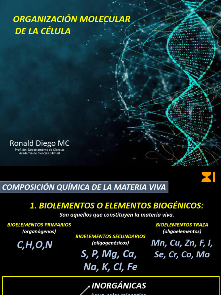 Sesión 03. Organización Molecular de La Célula | PDF | Adn | Rna