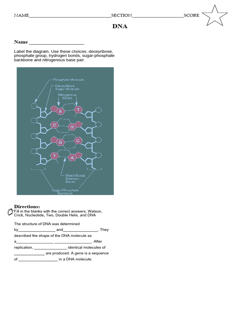 Worksheet DNA | PDF