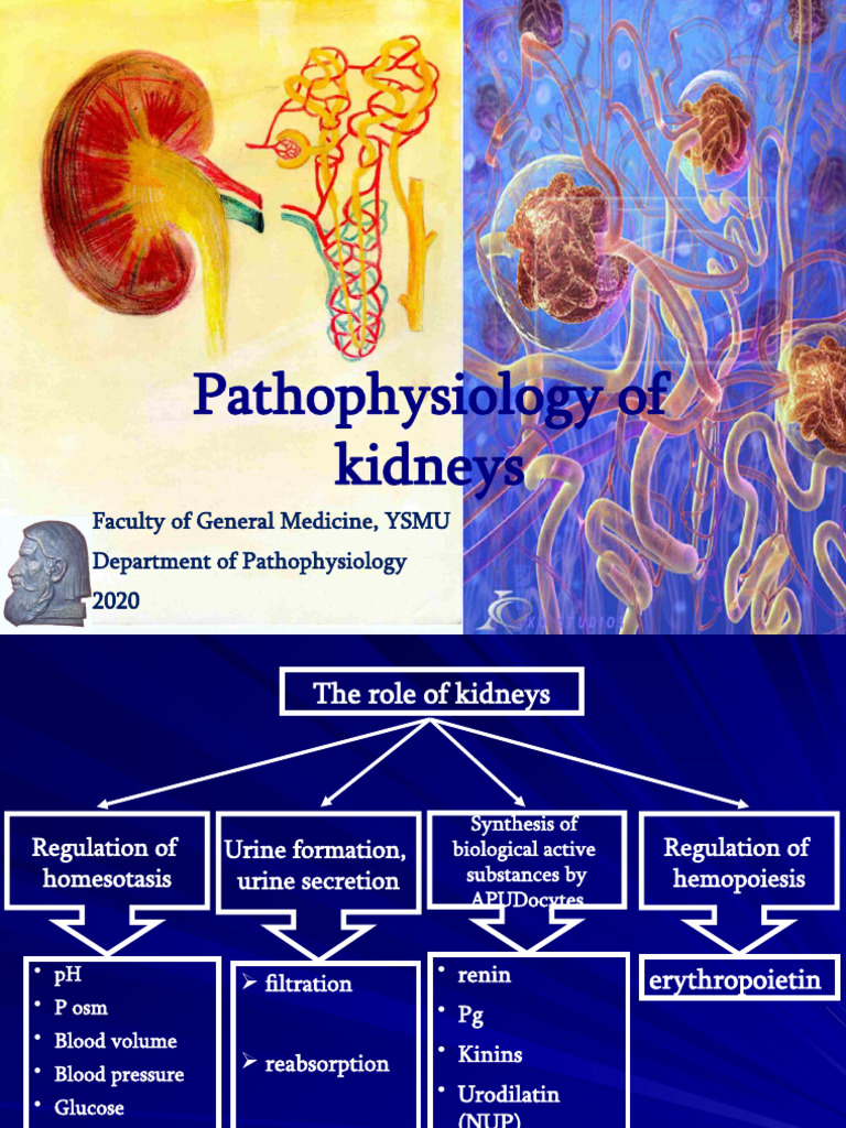 Kidney GM Eng 2020 | PDF | Kidney | Nephrology