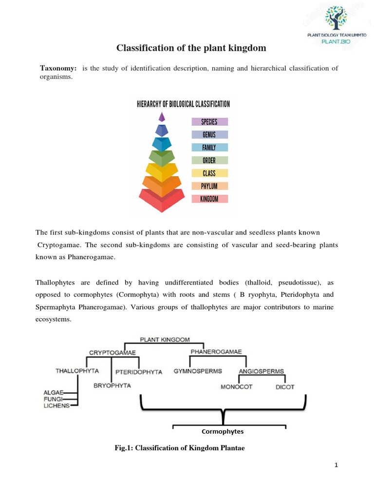Plant Kingdom Classification Guide | PDF | Leaf | Plants