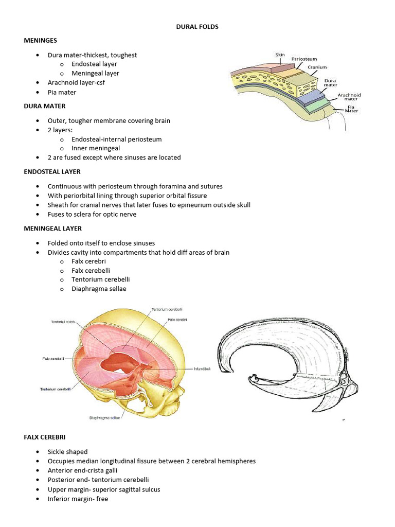 Dural Folds | PDF | Anatomy | Human Head And Neck
