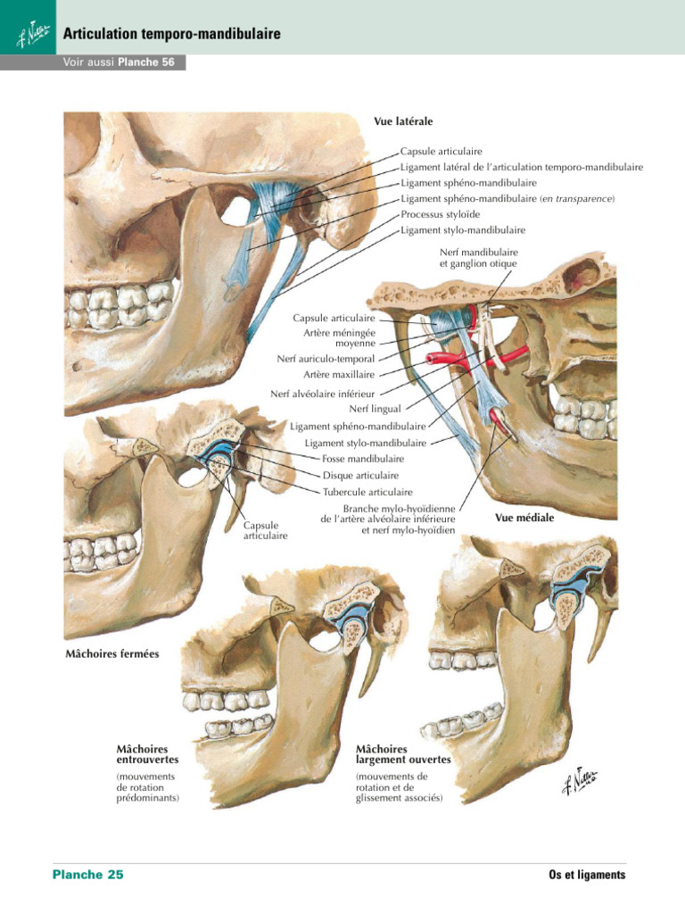 Anatomie de l'articulation temporo-mandibulaire | PDF | Articulation ...