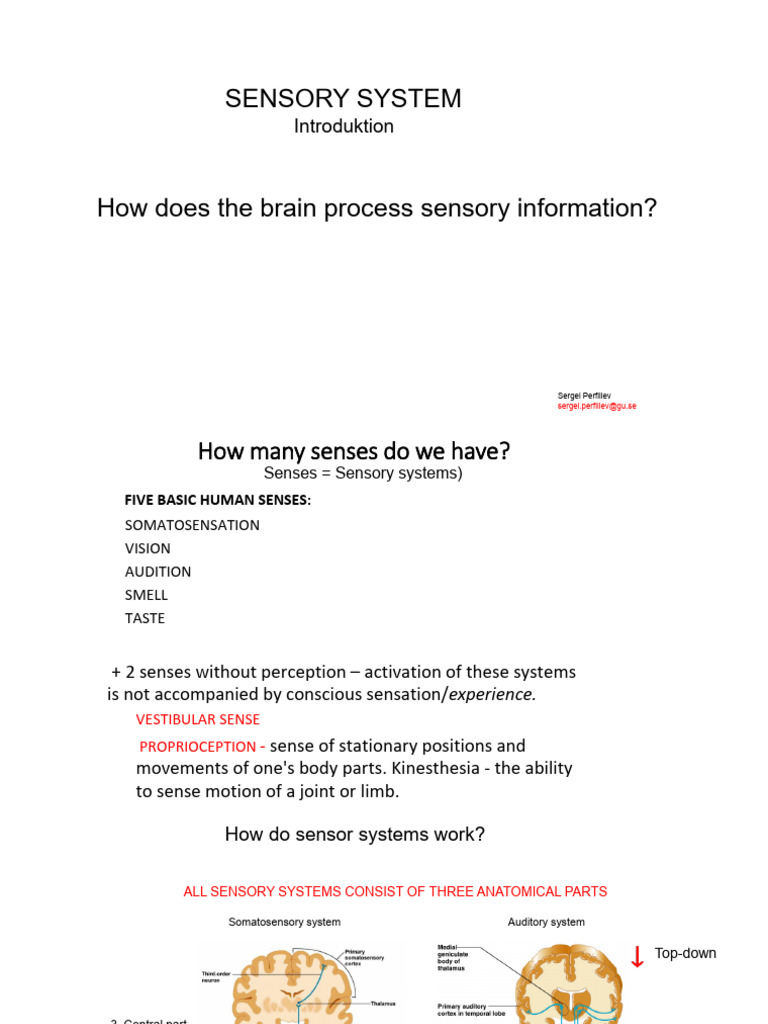 17 Sensory - System - Imtro - 08-02-2023 | PDF | Senses | Stimulus ...