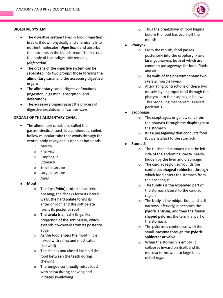 Digestive System | PDF | Gastrointestinal Tract | Digestion