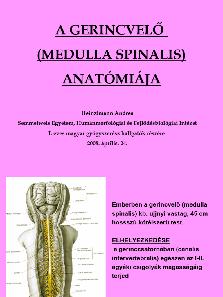 Anatomia | PDF