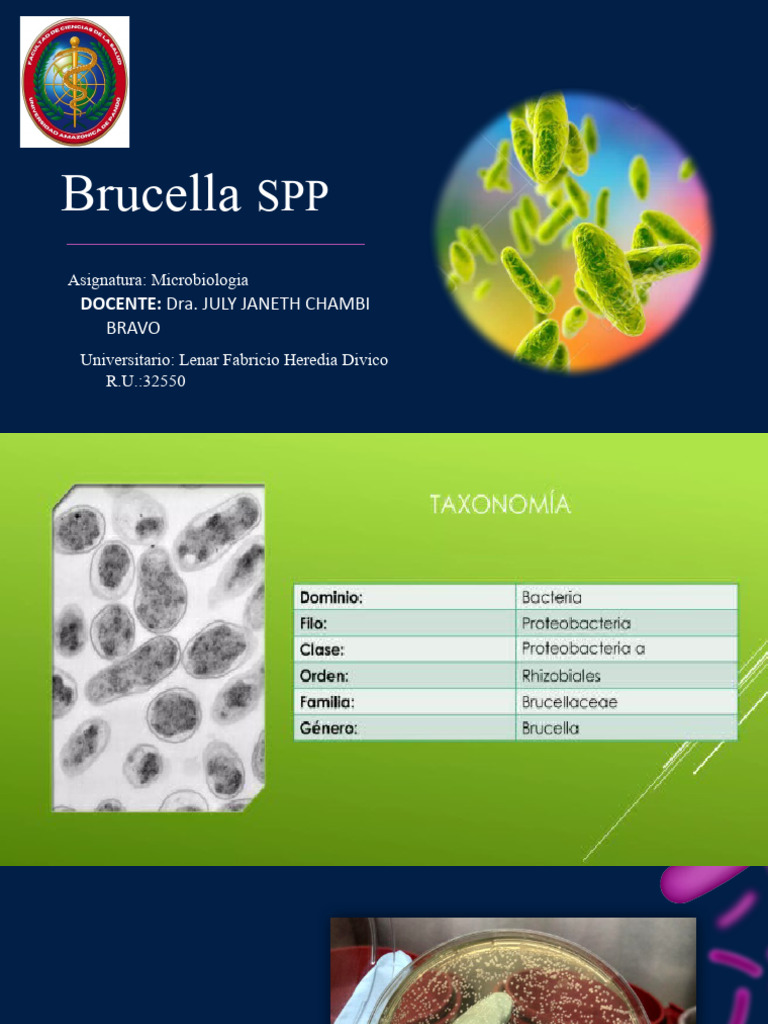 1 BRUCELLA SPP | PDF | Carne | Leche
