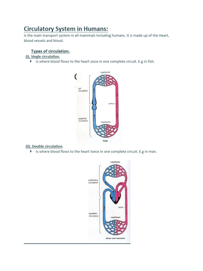 Circulatory System in Humans | PDF | Heart | Atrium (Heart)