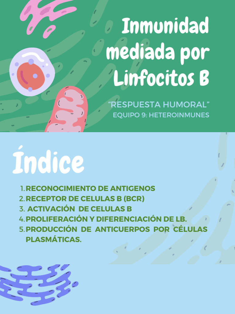 Inmunidad Mediada Por Linfocitos B | PDF | Célula B | Linfocitos