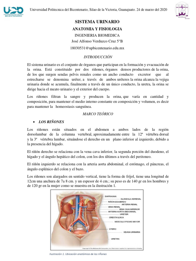 Anatomía y Función del Sistema Urinario | PDF | Riñón | Sistema urinario