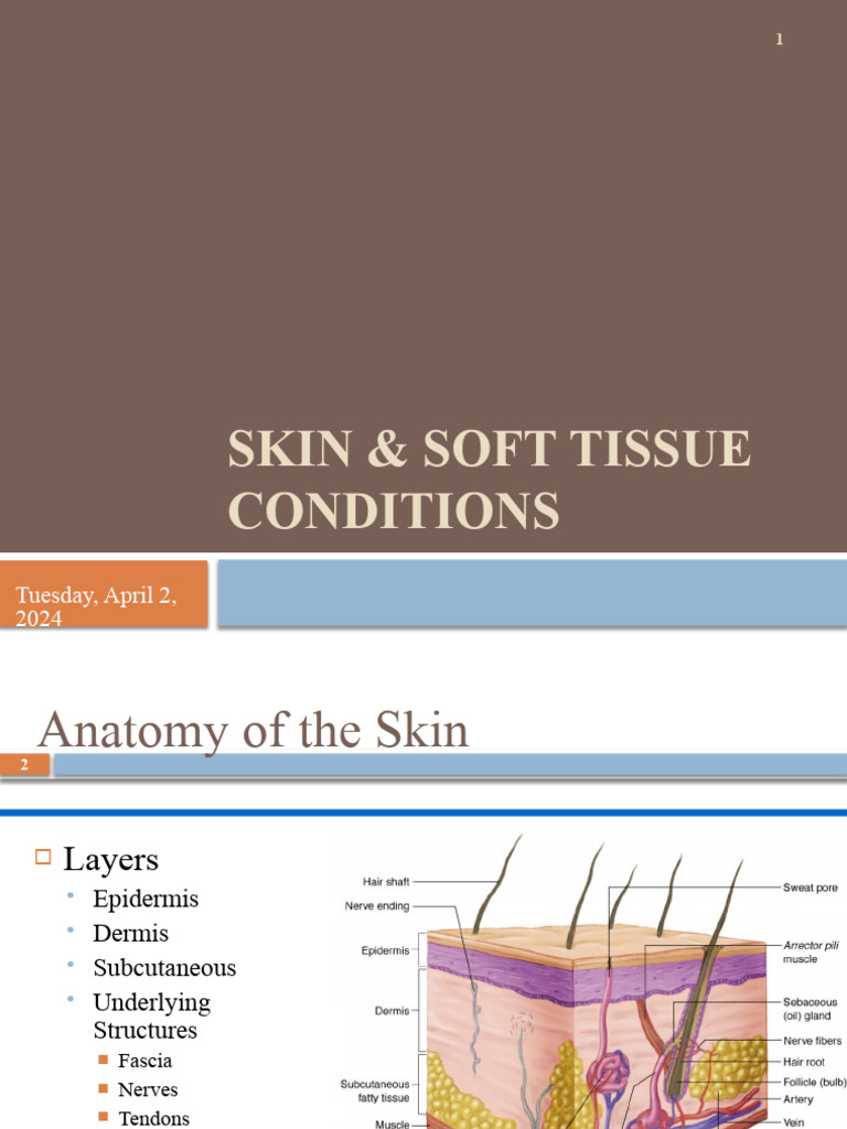 2-Skin Conditions- Burns | PDF | Burn | Skin