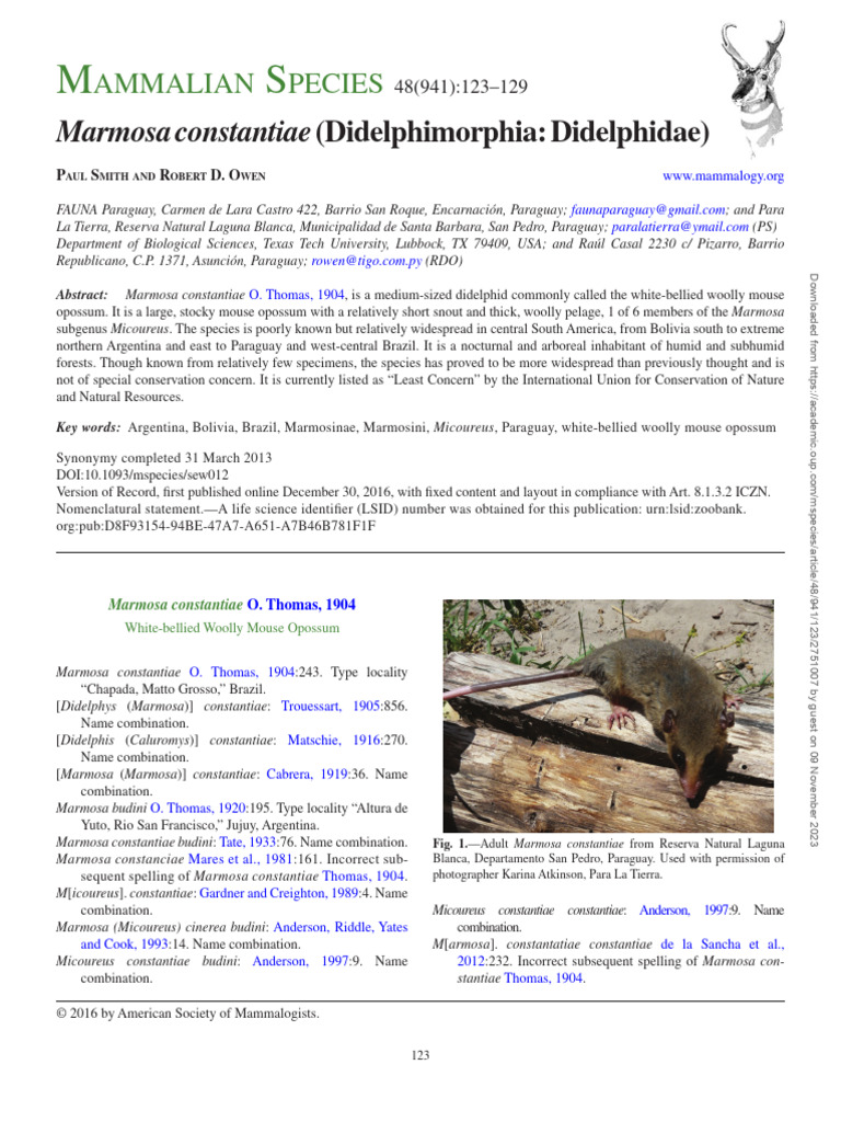 Check Rapposa Marmosa Constantiae Didelphimorphia Didelphidae Mammalian ...