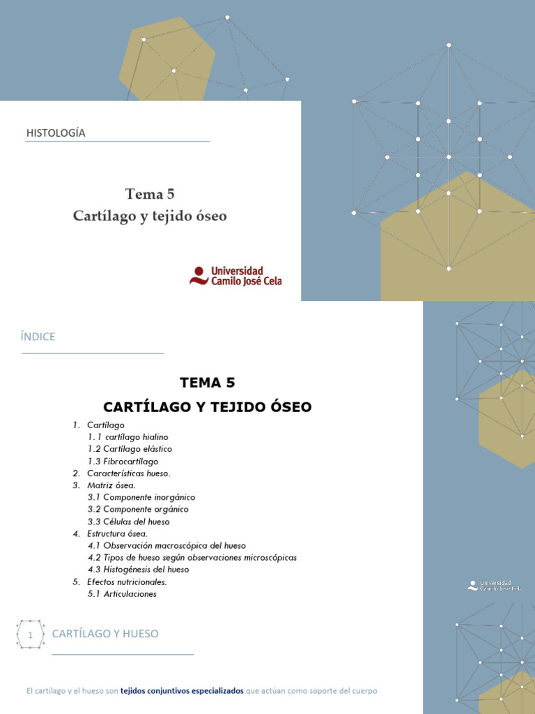 Cartílago y Tejido Óseo: Estructura y Función | PDF | Cartílago | La ...