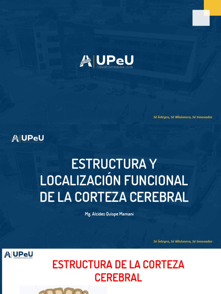 03_estructura y localizacion funcional_3kshyxp2up | PDF | Corteza cerebral | Cerebro