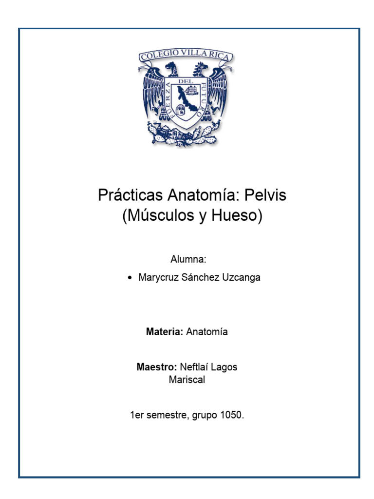 Reporte Anatomia 29 Marzo | PDF | Pelvis | Anatomía