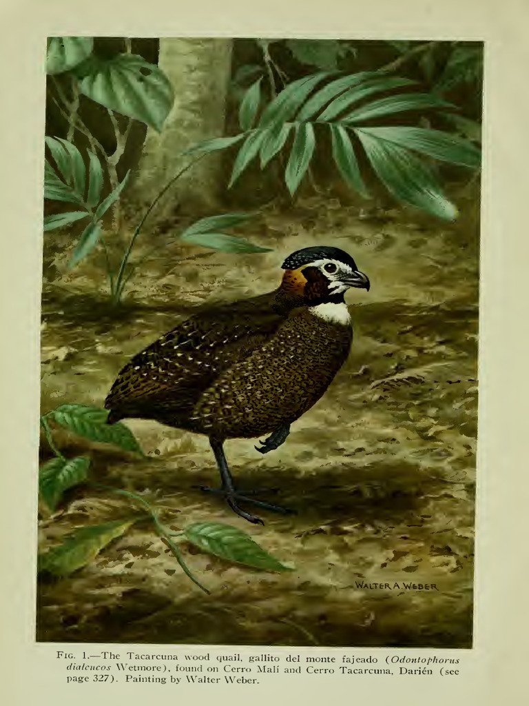 Birs Panama - 1965 Vol 150 PT 1 | Download Free PDF | Zoology | Ornithology