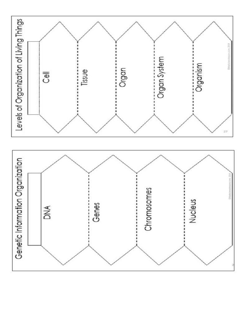 Levels of Biological Organization | PDF