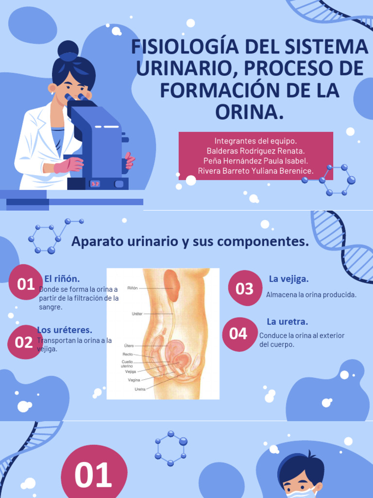 Fisiología Del Sistema Urinario. | PDF | Riñón | Orina
